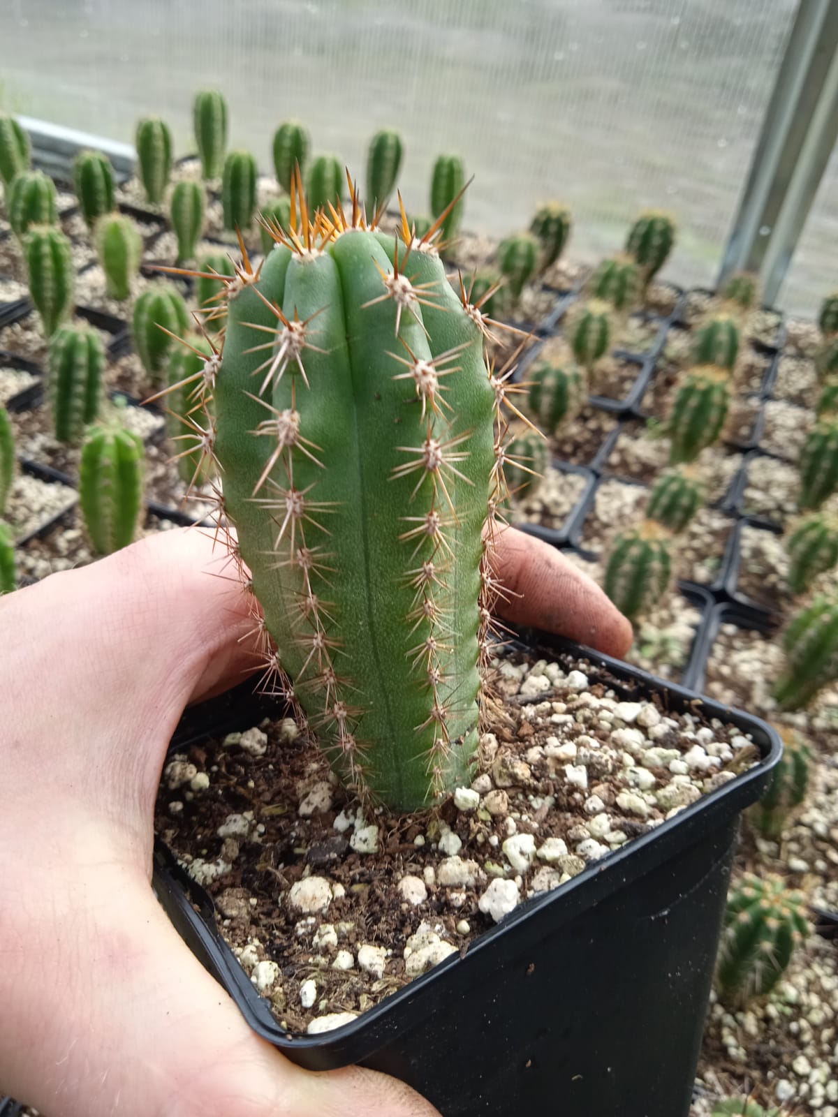 Peruvian Torch Cactus